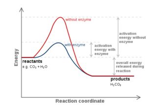 How Enzymes Work – Scientifically – EnzymeWizard