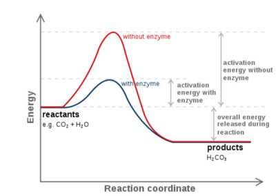 How Enzymes Work – Scientifically – EnzymeWizard
